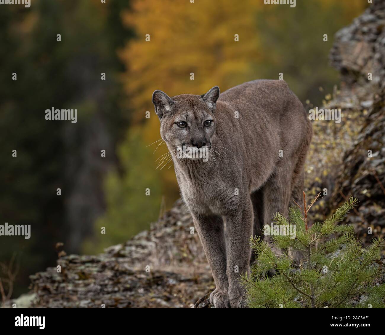 Mountain lion in fall colors Stock Photo - Alamy
