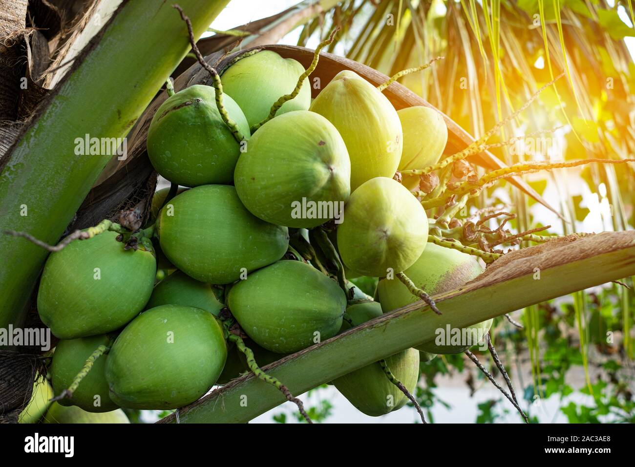 Close up fresh coconuts cluster on the coconut tree Stock Photo - Alamy
