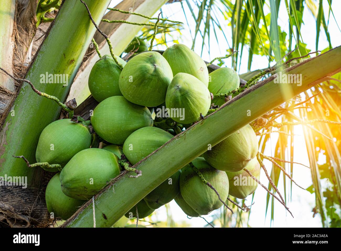 Close up fresh coconuts cluster on the coconut tree Stock Photo - Alamy