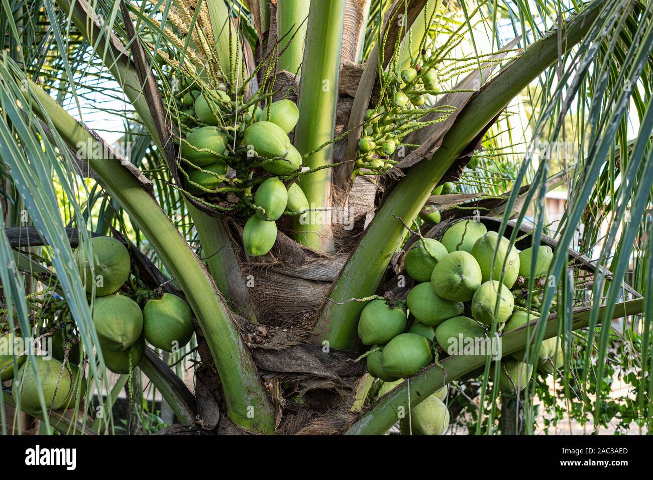 Coconut palm close up hi-res stock photography and images - Alamy