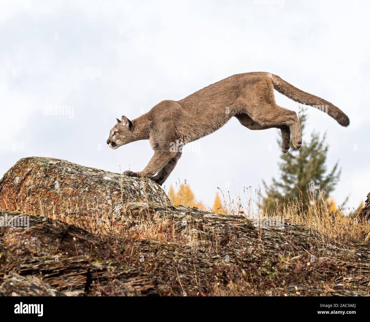 Mountain lion cubs tree hi-res stock photography and images - Alamy