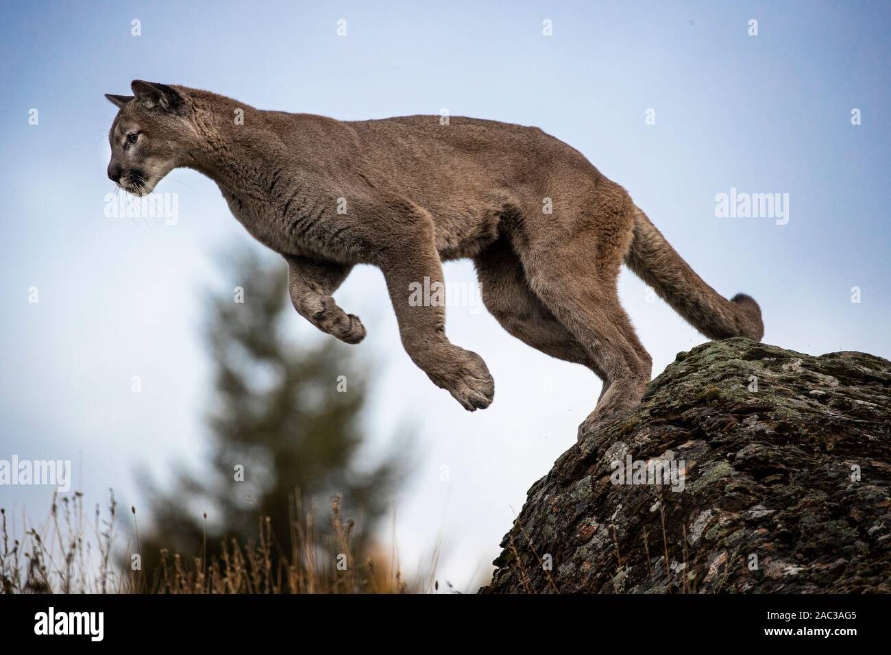 Mountain lion in fall colors Stock Photo - Alamy