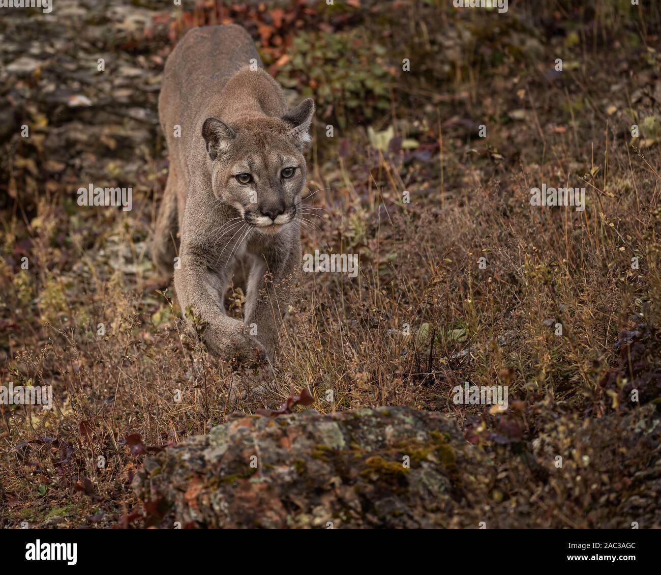 Mountain lion in fall colors Stock Photo - Alamy