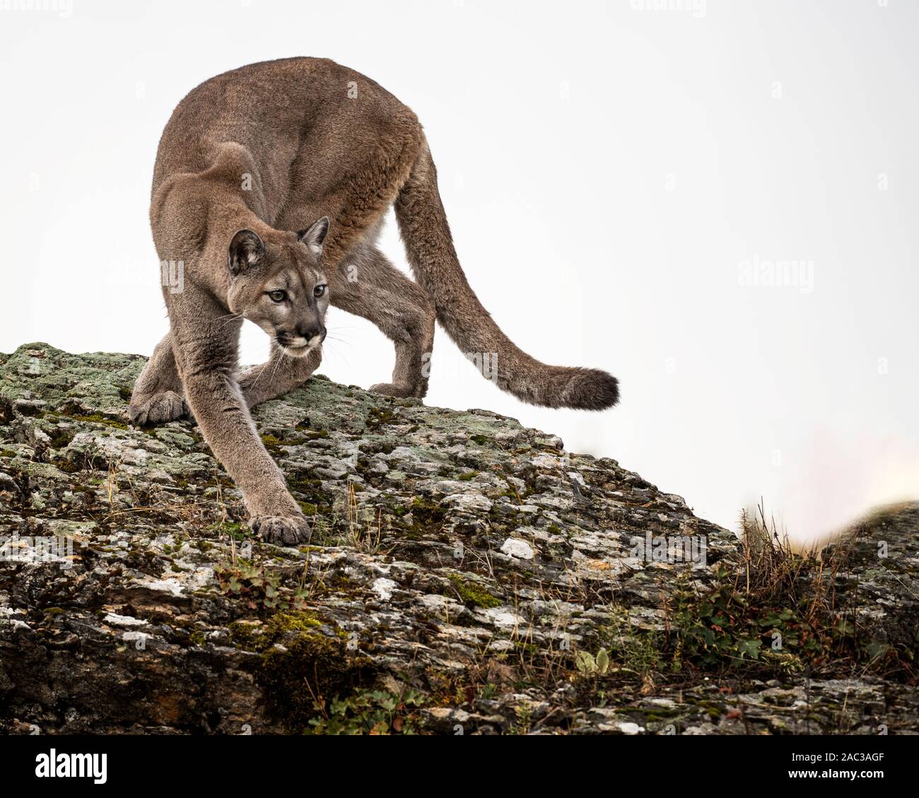 Mountain lion in fall colors Stock Photo - Alamy