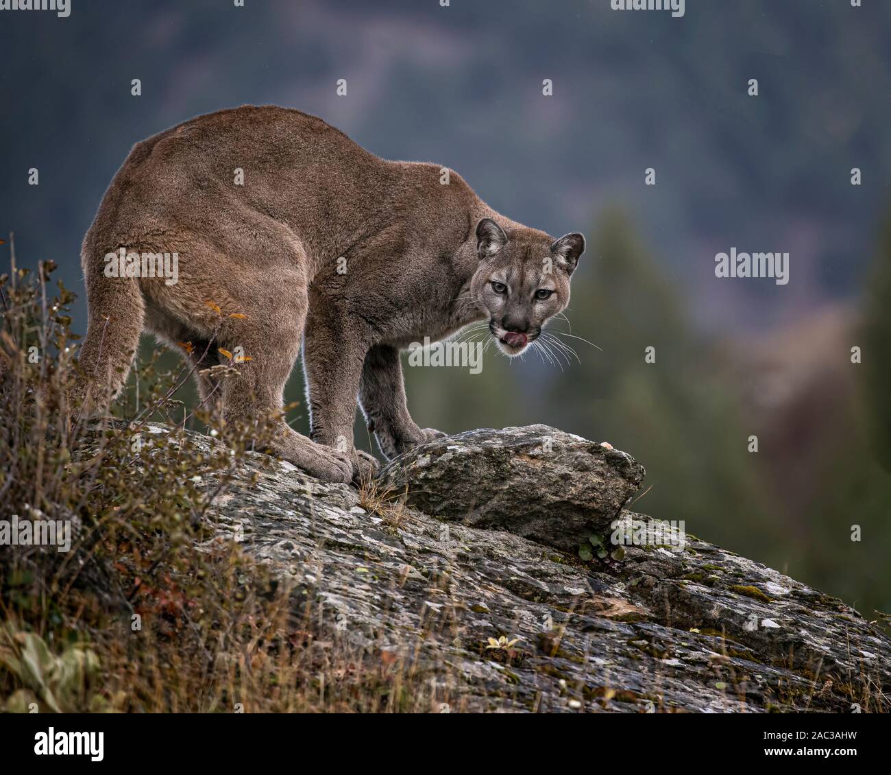 Mountain lion in fall colors Stock Photo - Alamy