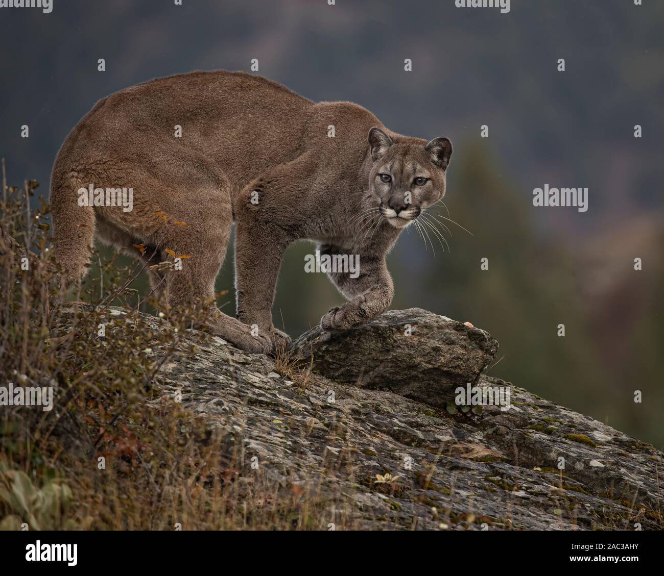 Mountain lion in fall colors Stock Photo - Alamy