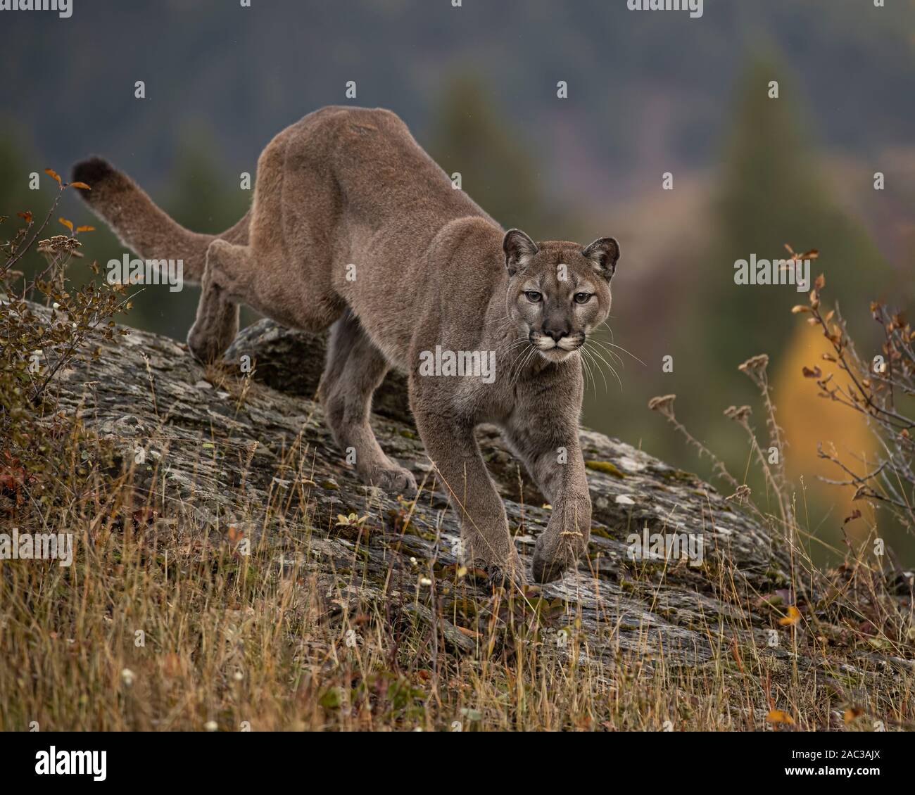 Mountain lion in fall colors Stock Photo - Alamy