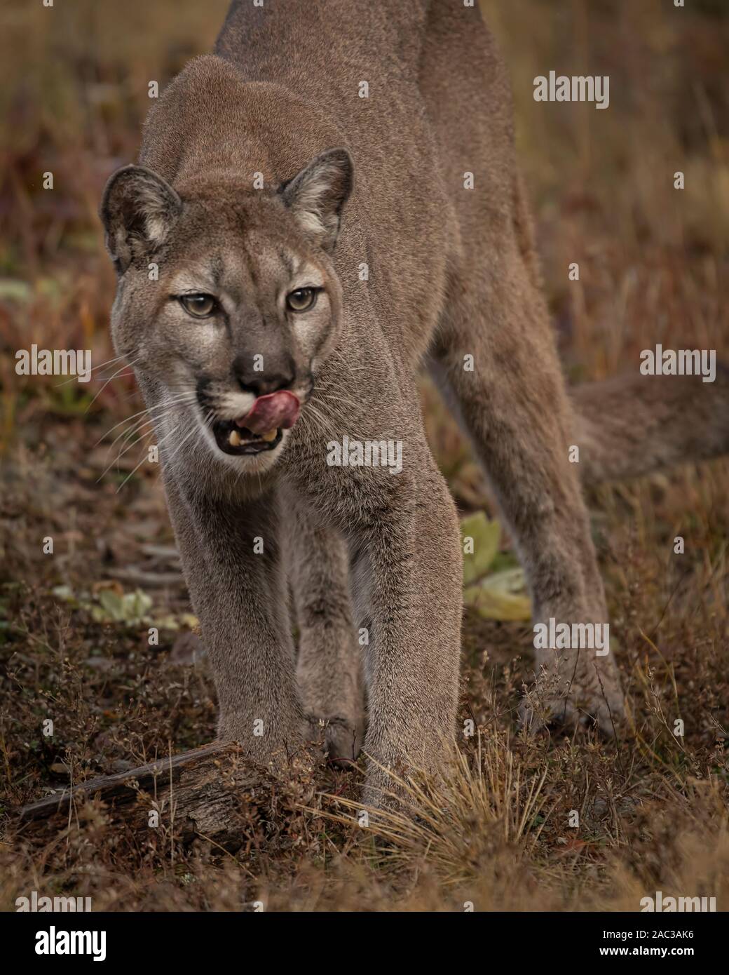 Mountain lion in fall colors Stock Photo - Alamy