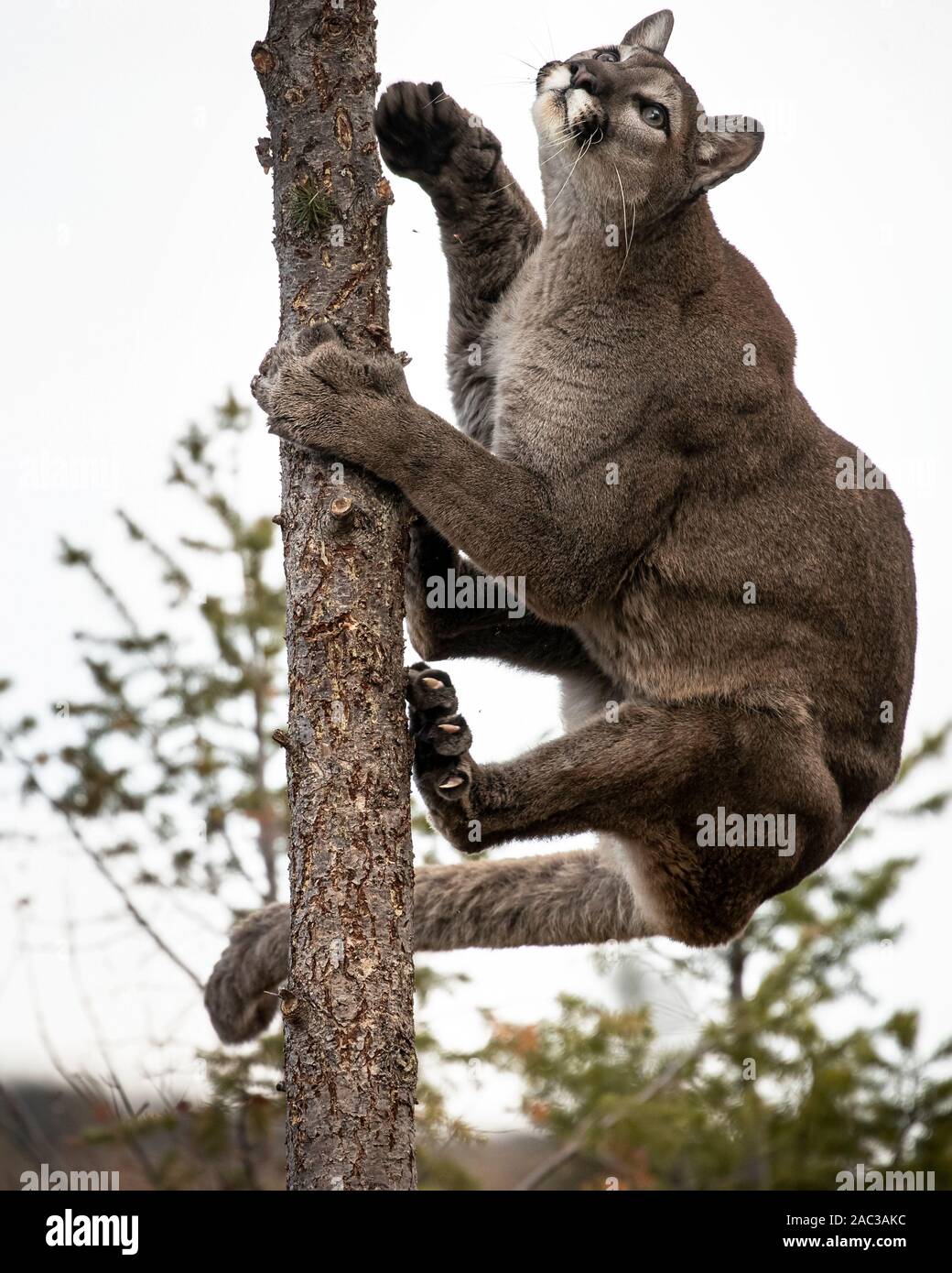 Mountain lion in fall colors Stock Photo - Alamy
