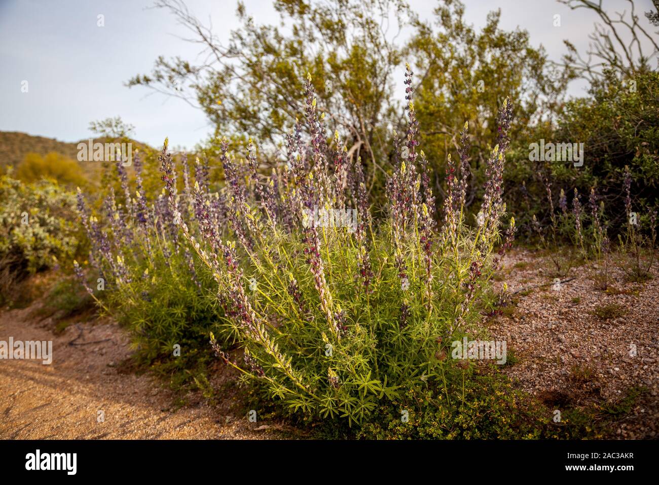Desert plants along a hiking trail in the Sonoran desert Stock Photo ...