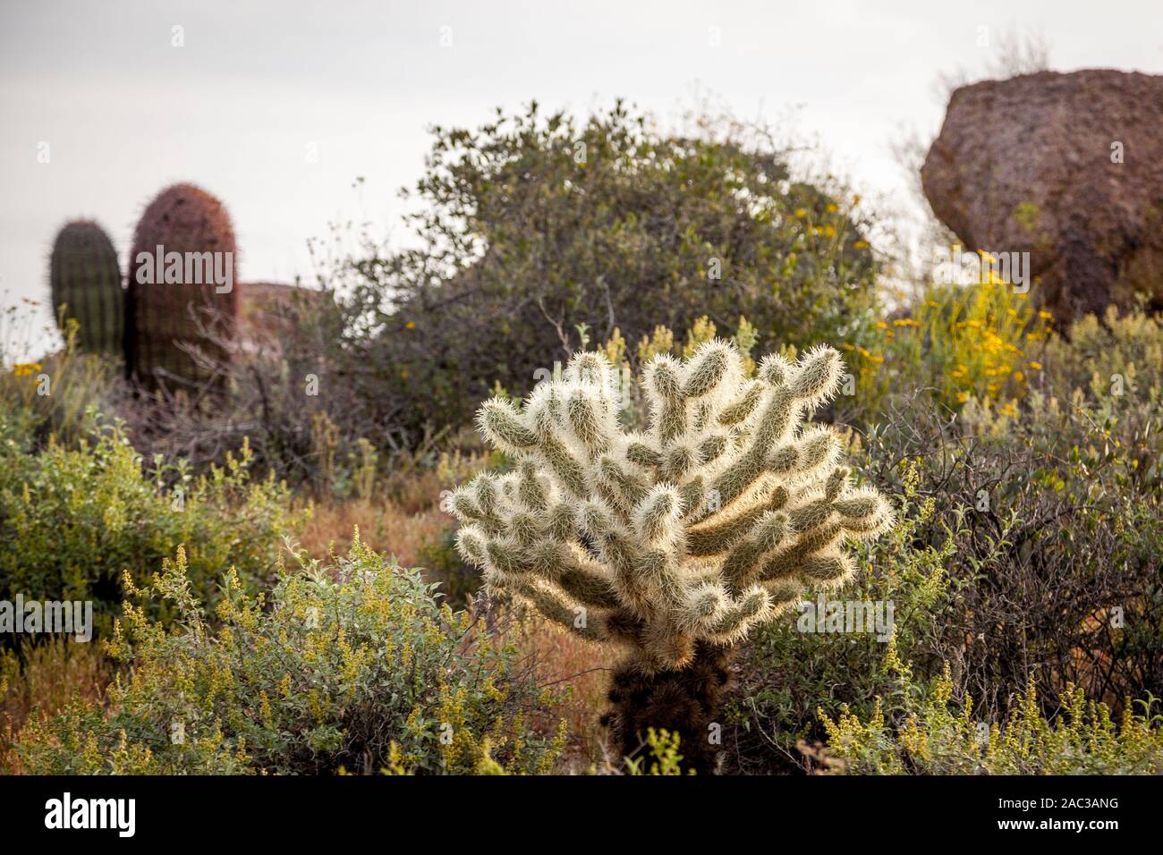 Jumping cholla cactus cylindropuntia hi-res stock photography and ...