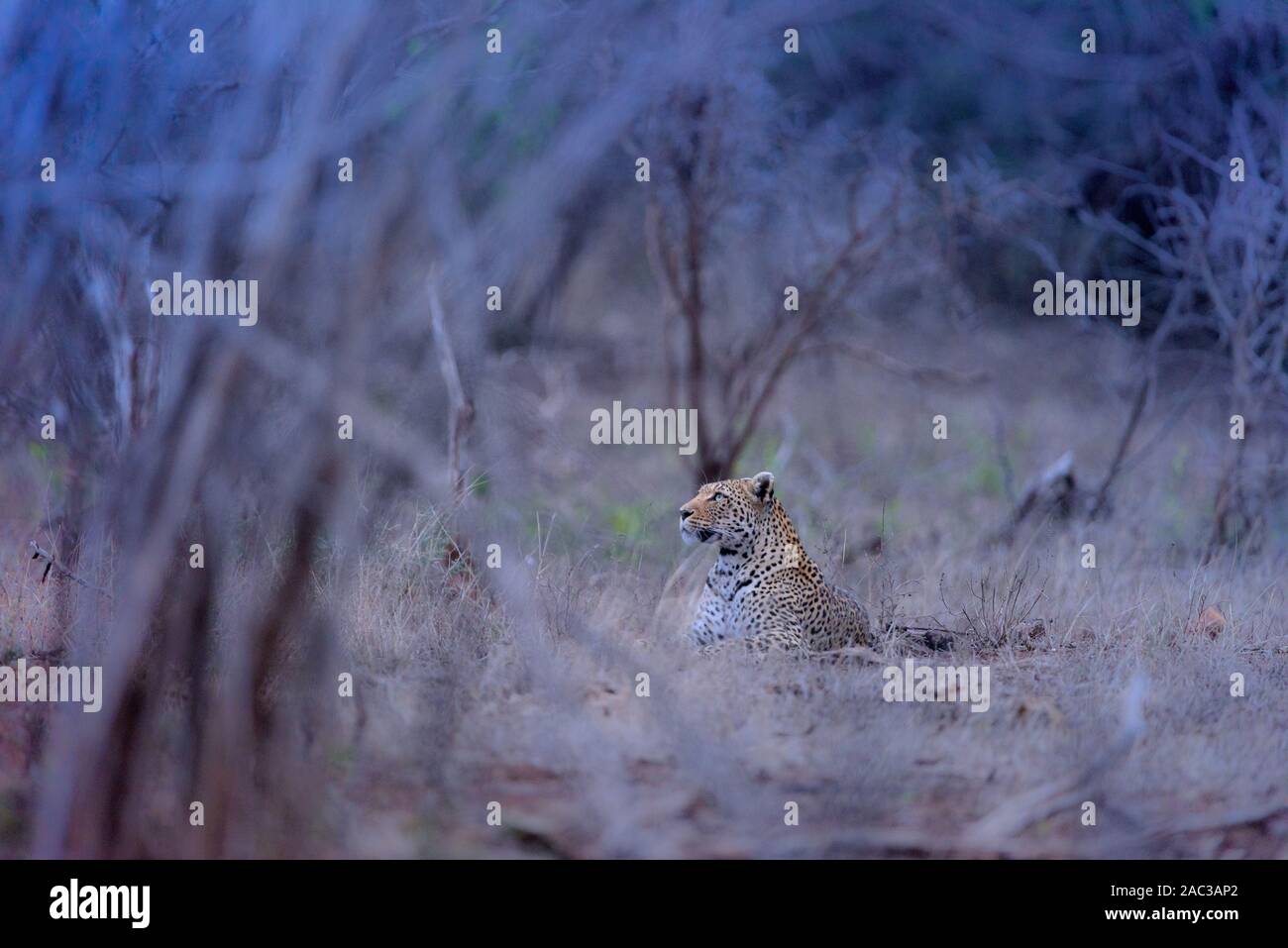 Leopard portrait African leopard Stock Photo - Alamy