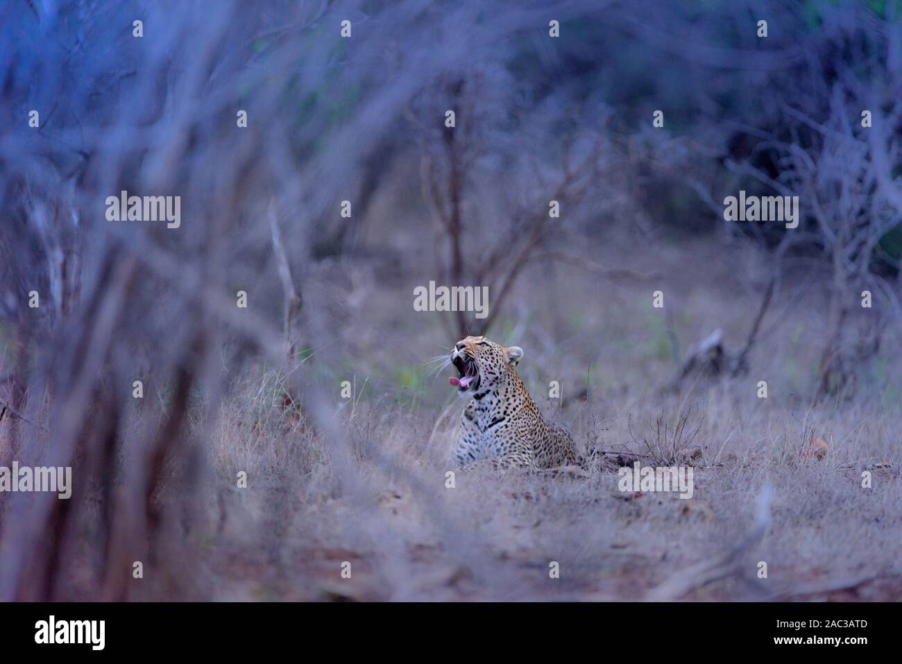 Leopard portrait African leopard Stock Photo - Alamy