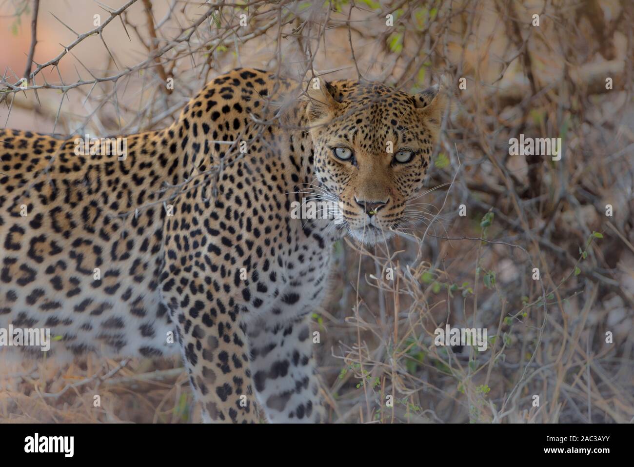 Leopard portrait Male leopard Stock Photo - Alamy