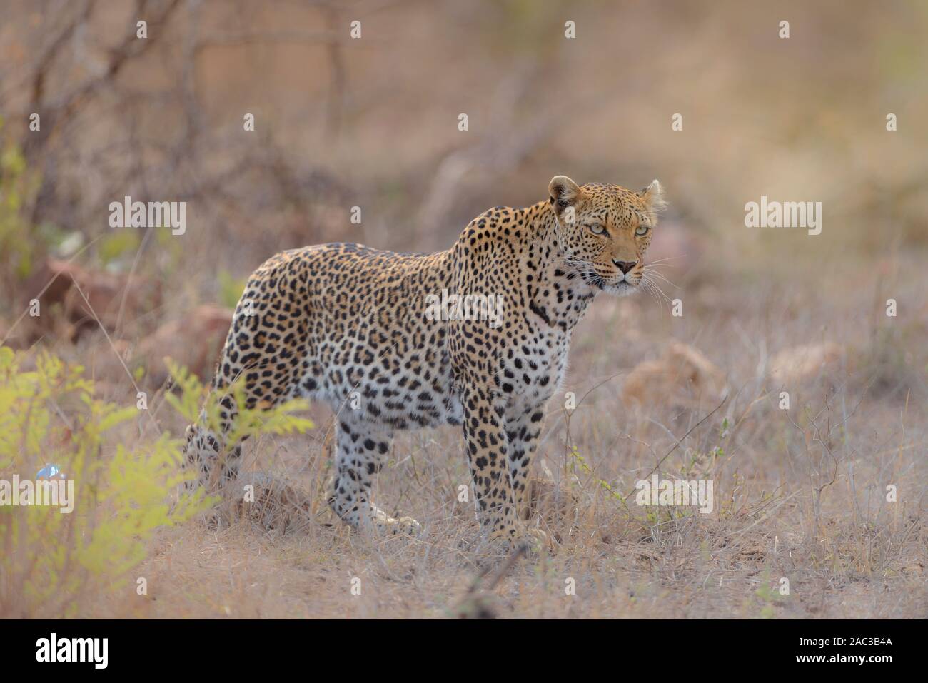 Leopard portrait Male leopard Stock Photo - Alamy