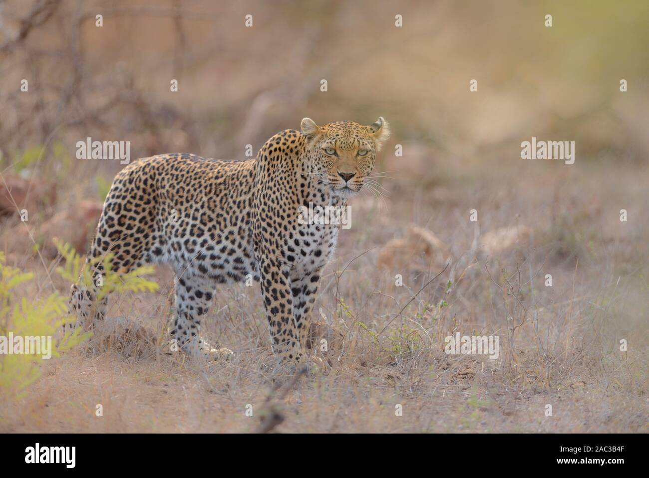 Leopard portrait Male leopard Stock Photo - Alamy
