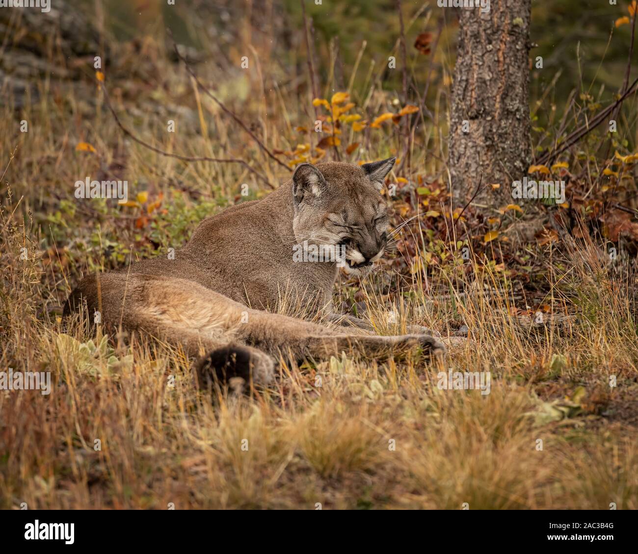 Adult mountain lion in tree hi-res stock photography and images - Alamy