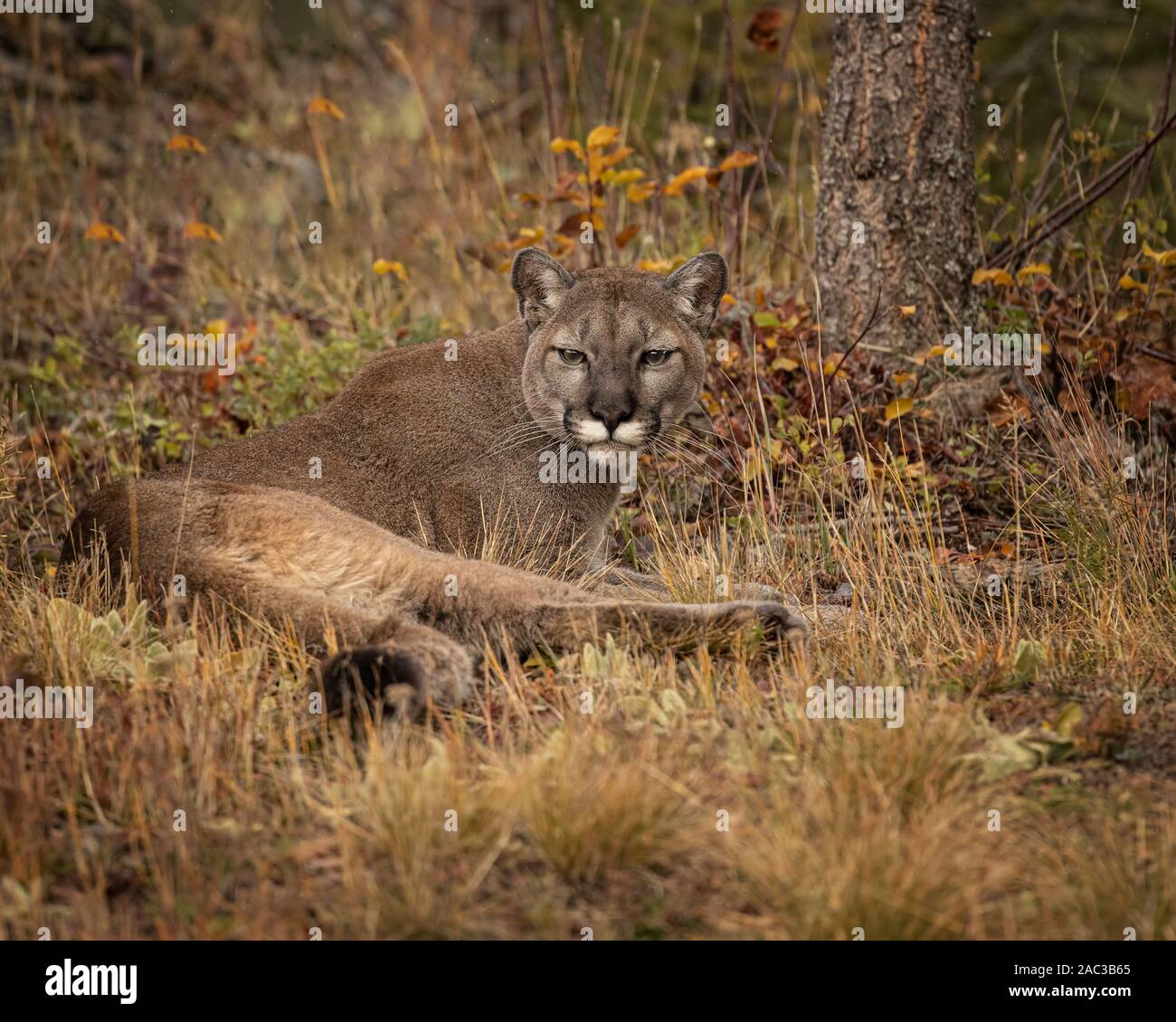 Mountain Lion playing in Autumn leaves Stock Photo - Alamy
