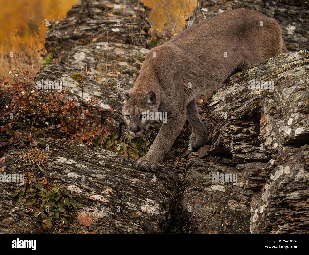 Mountain lion cubs tree hi-res stock photography and images - Alamy