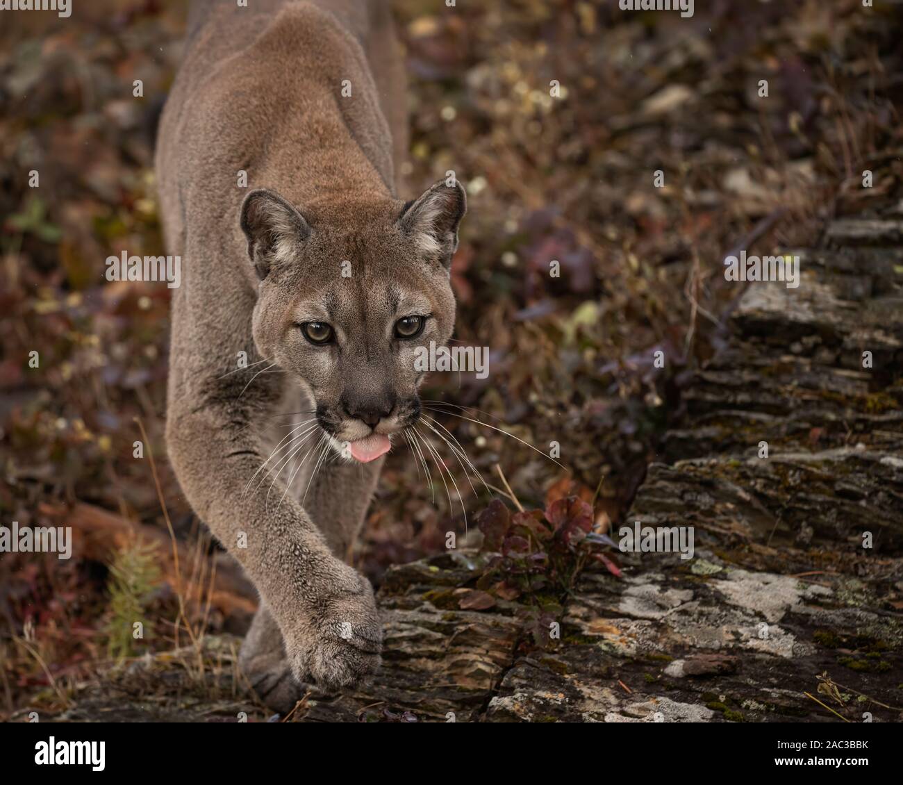 Mountain lion cubs tree hi-res stock photography and images - Alamy