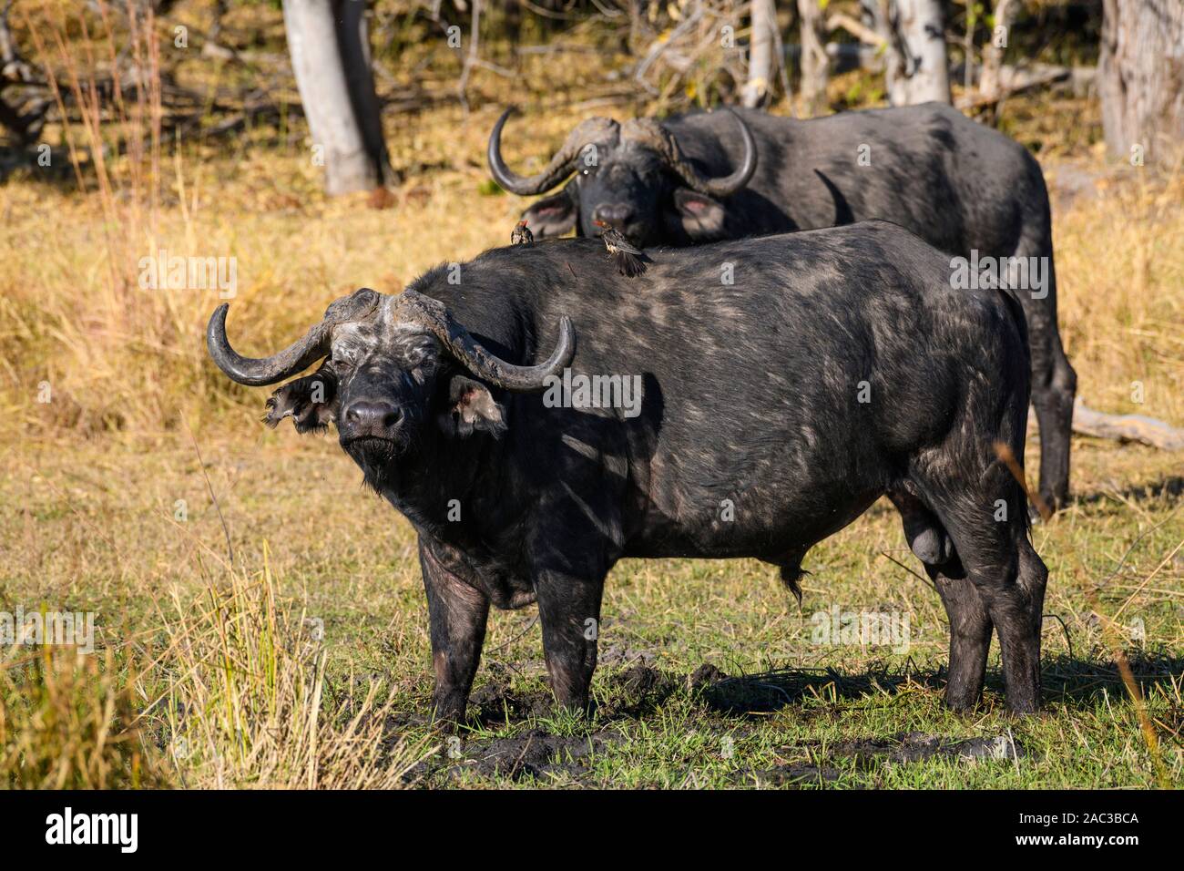 Male buffalo male african buffalo hi-res stock photography and images ...