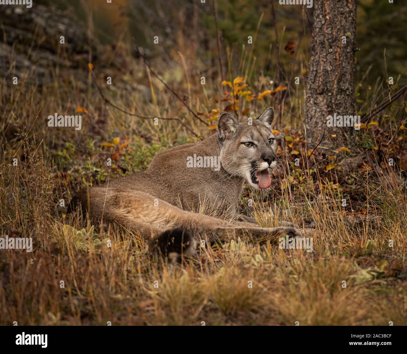 Mountain Lion playing in Autumn leaves Stock Photo - Alamy