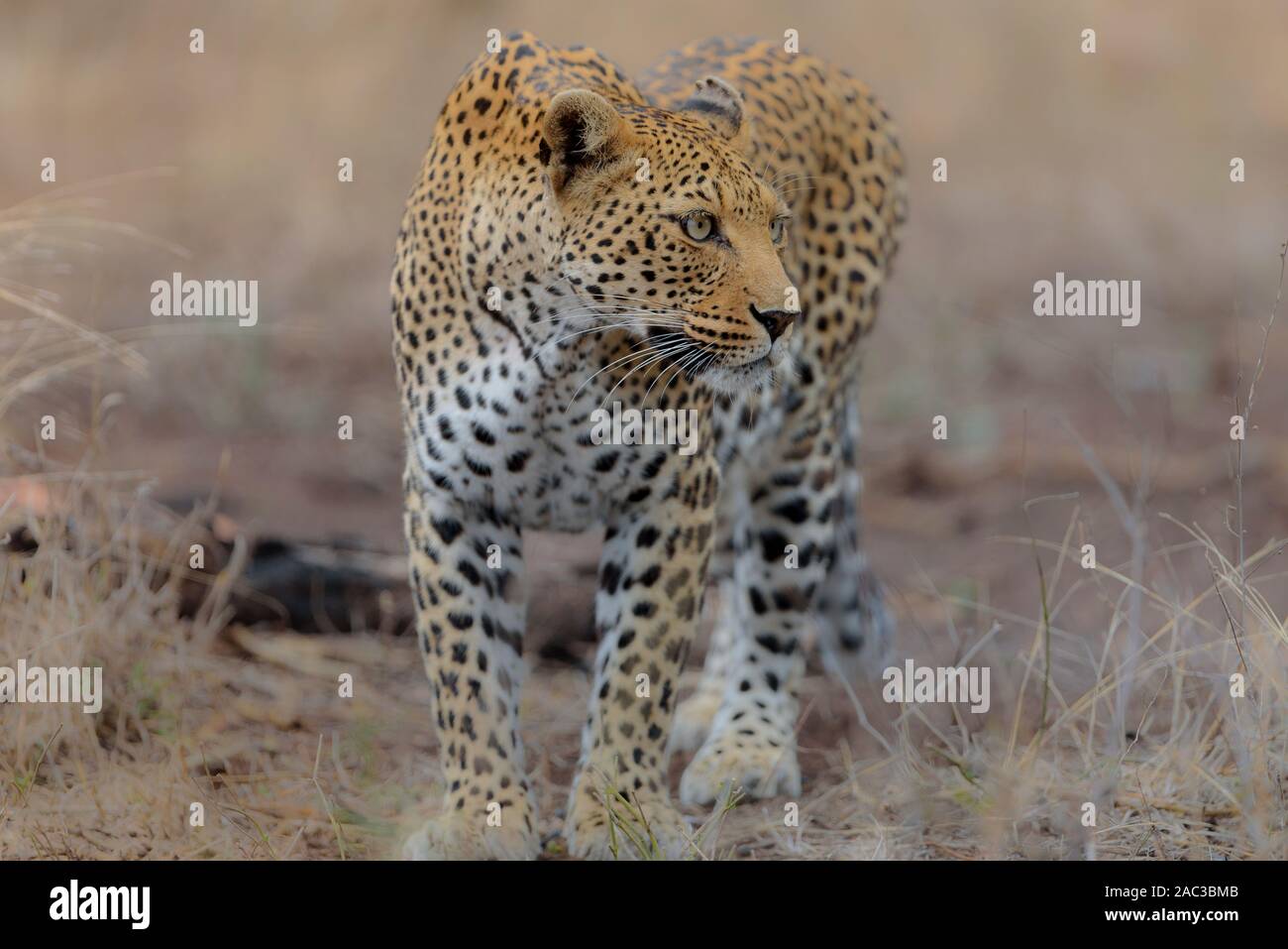 Leopard portrait Male leopard Stock Photo - Alamy