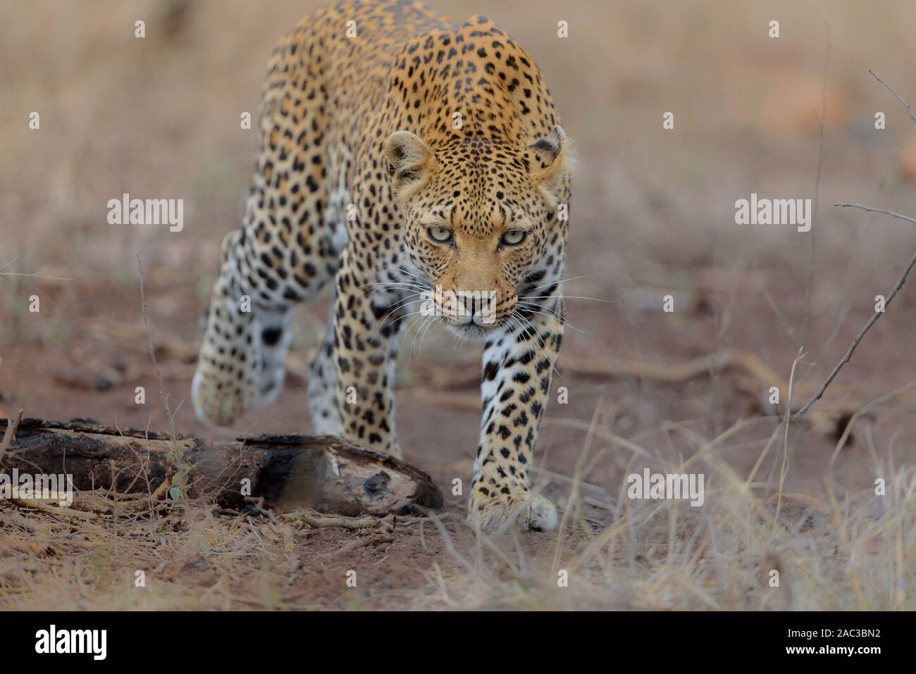 Leopard portrait Male leopard Stock Photo - Alamy