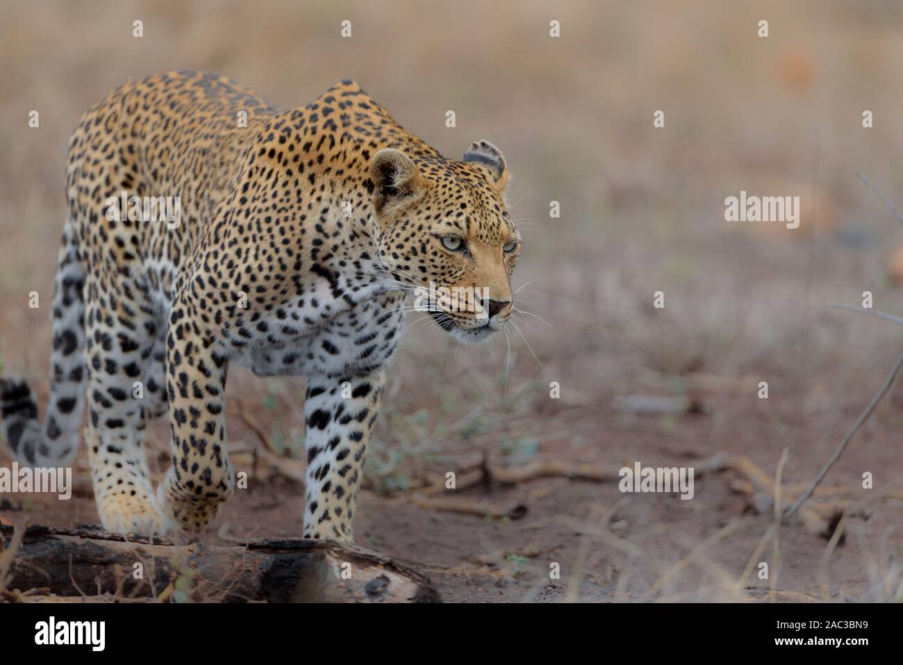 Leopard portrait Male leopard Stock Photo - Alamy