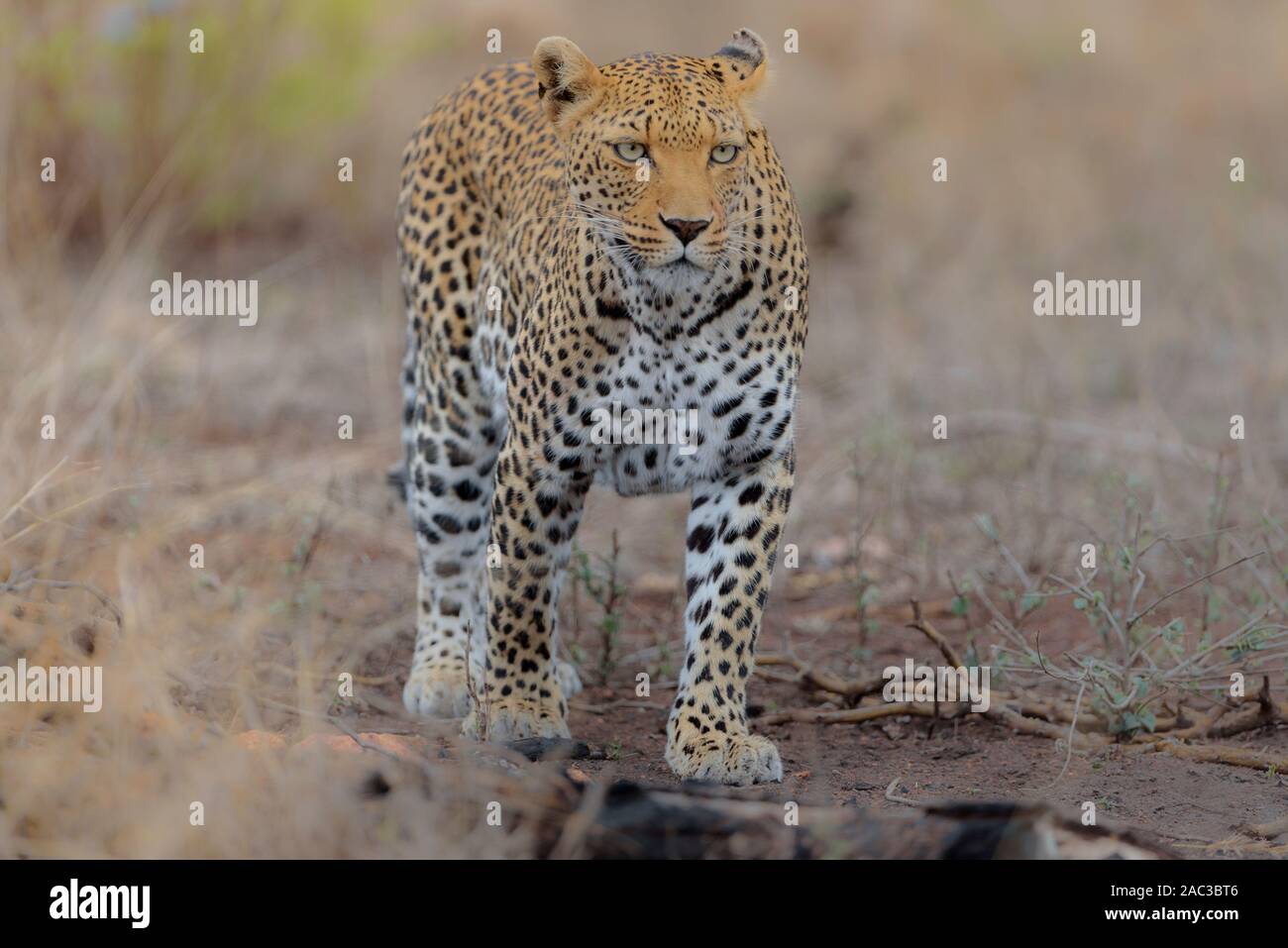 Leopard portrait Male leopard Stock Photo - Alamy