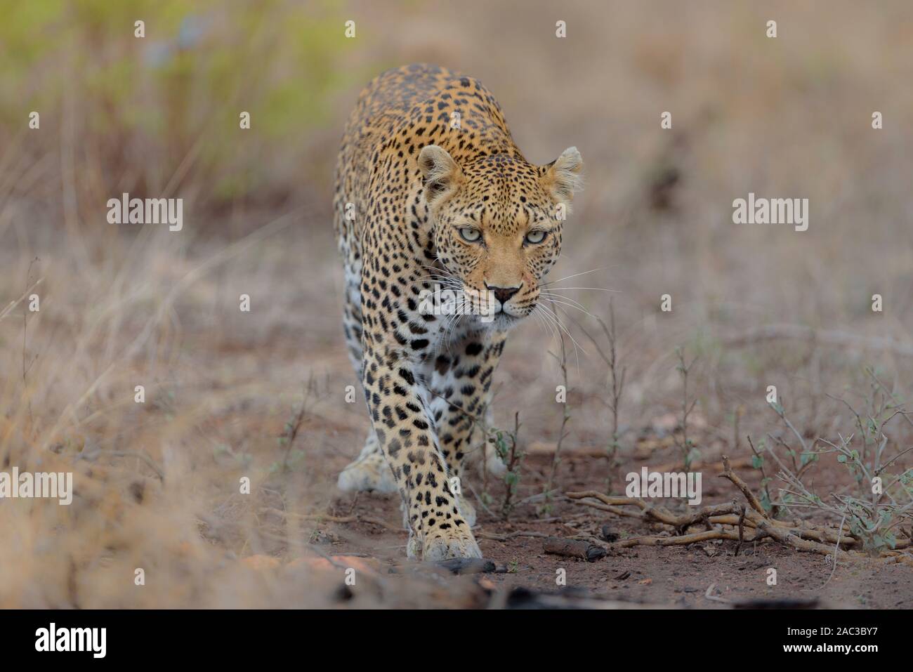 Leopard portrait Male leopard Stock Photo - Alamy