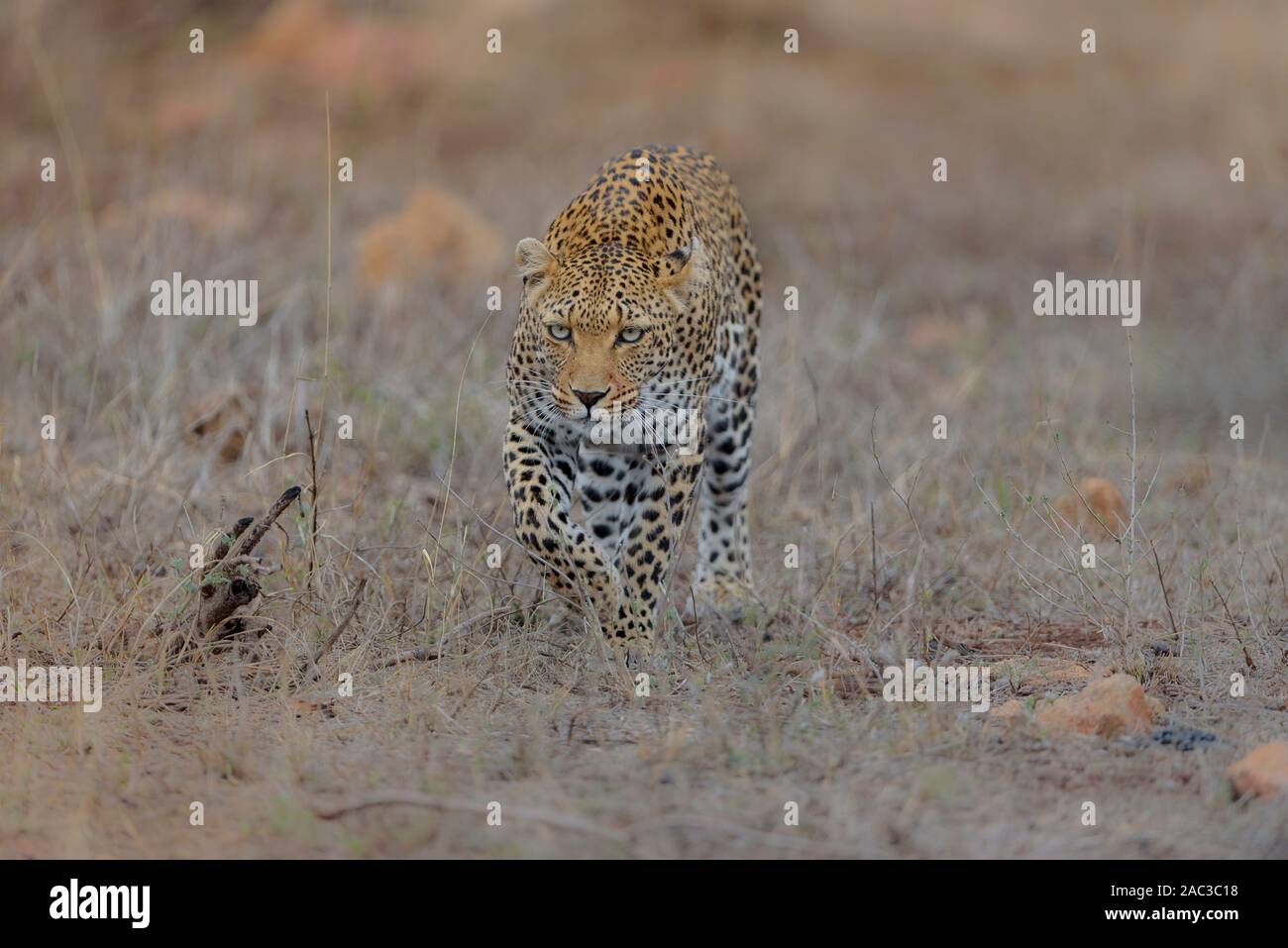 Leopard portrait photography hi-res stock photography and images - Alamy