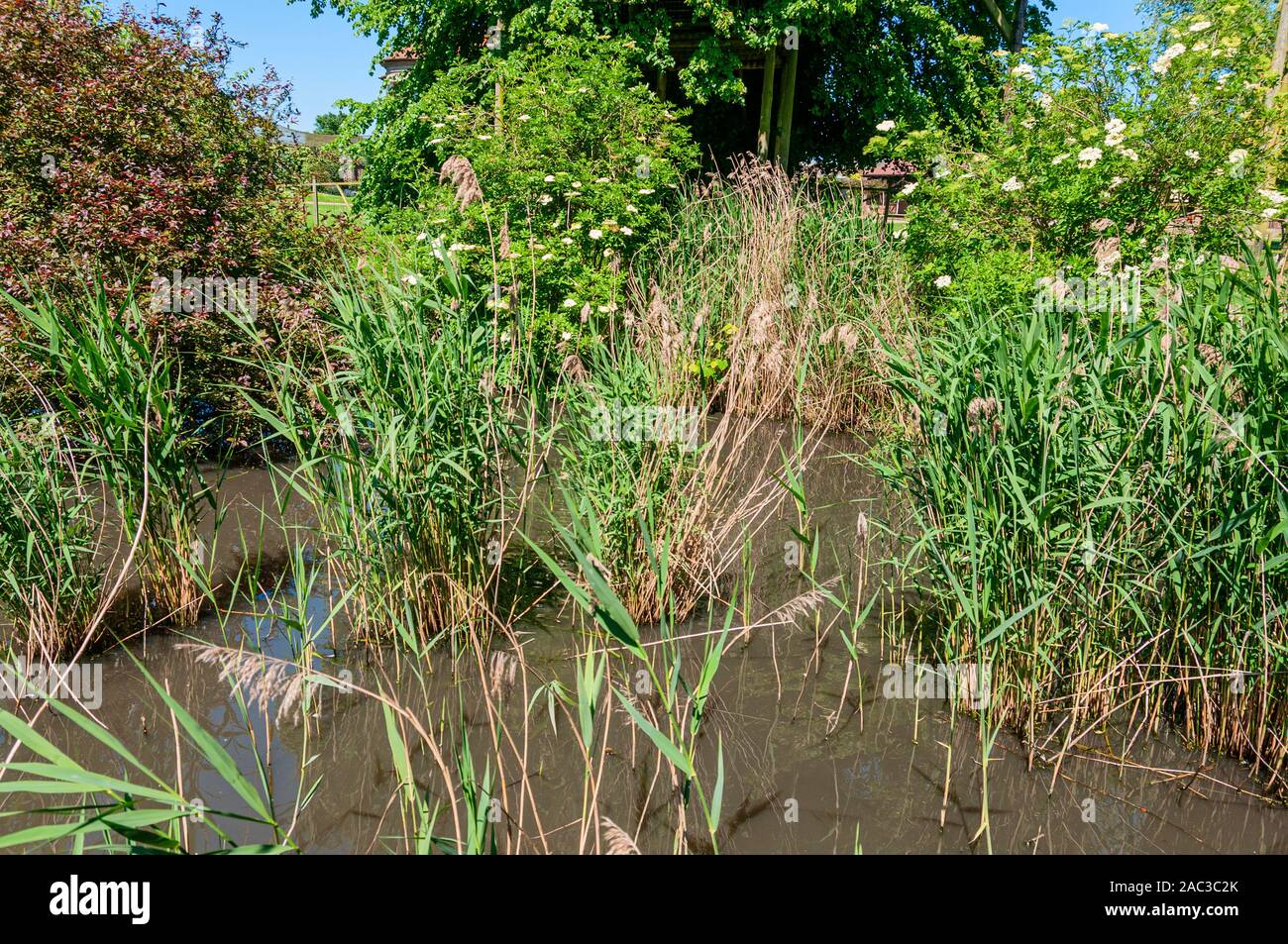 Reed netting hi-res stock photography and images - Alamy
