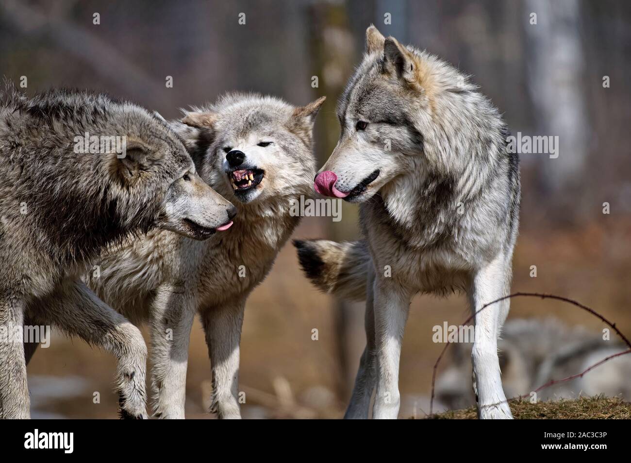 Gnarly Grey Wolf Snarling