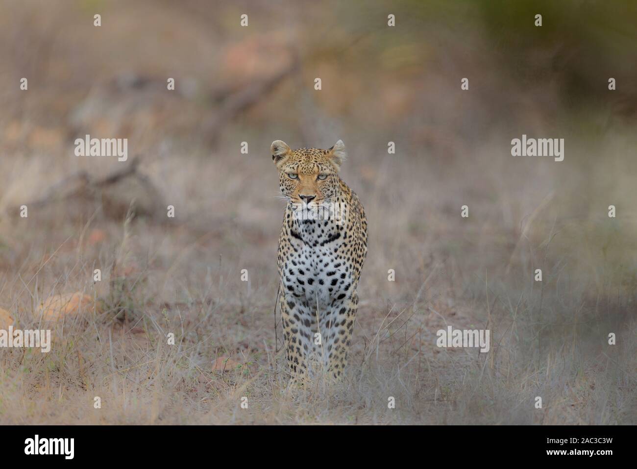 Leopard portrait Male leopard Stock Photo - Alamy