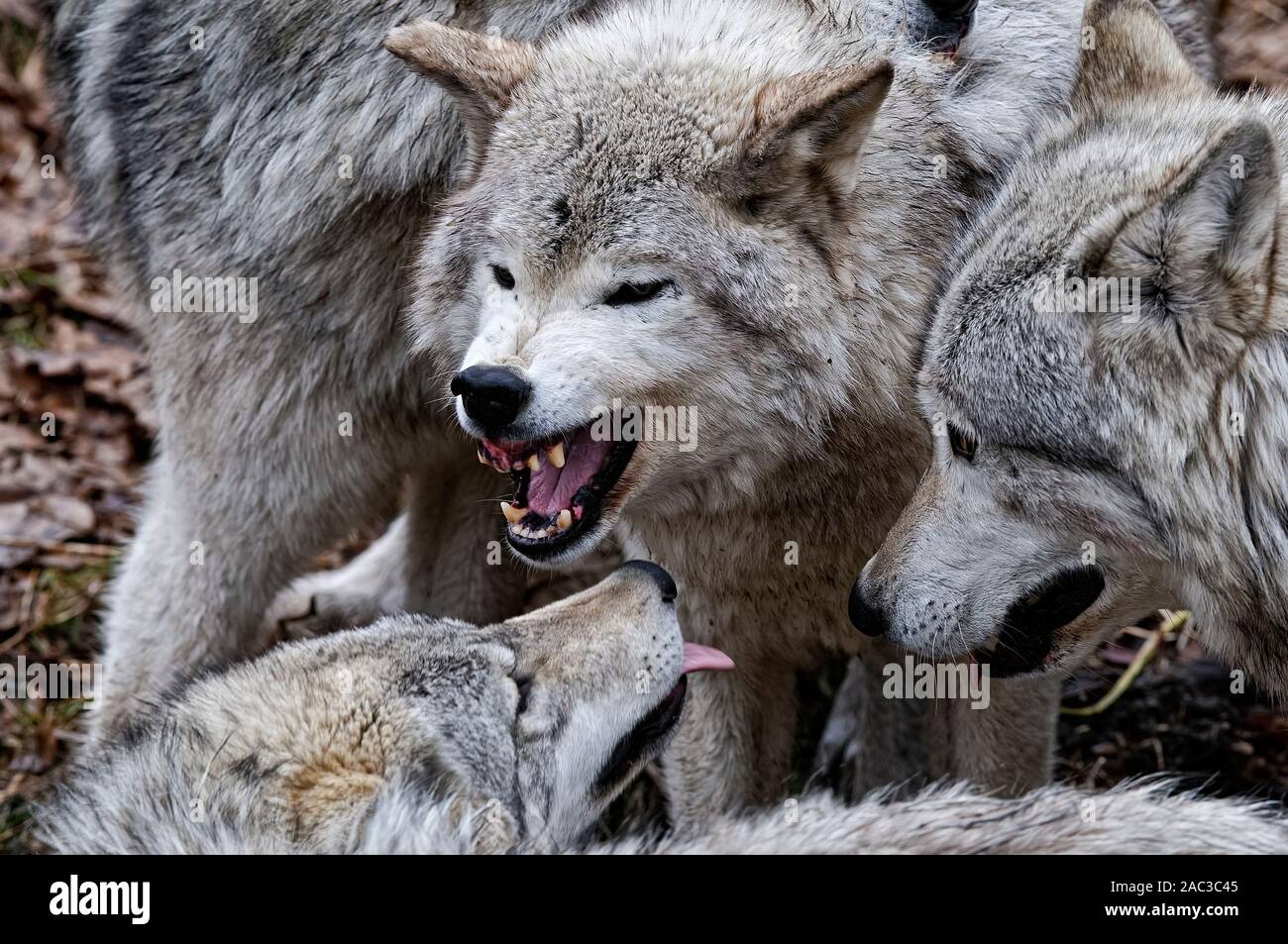 Gnarly Grey Wolf Snarling