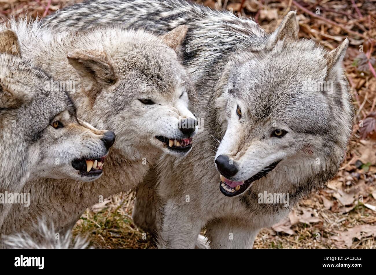 Grey wolf snarling hi-res stock photography and images - Alamy