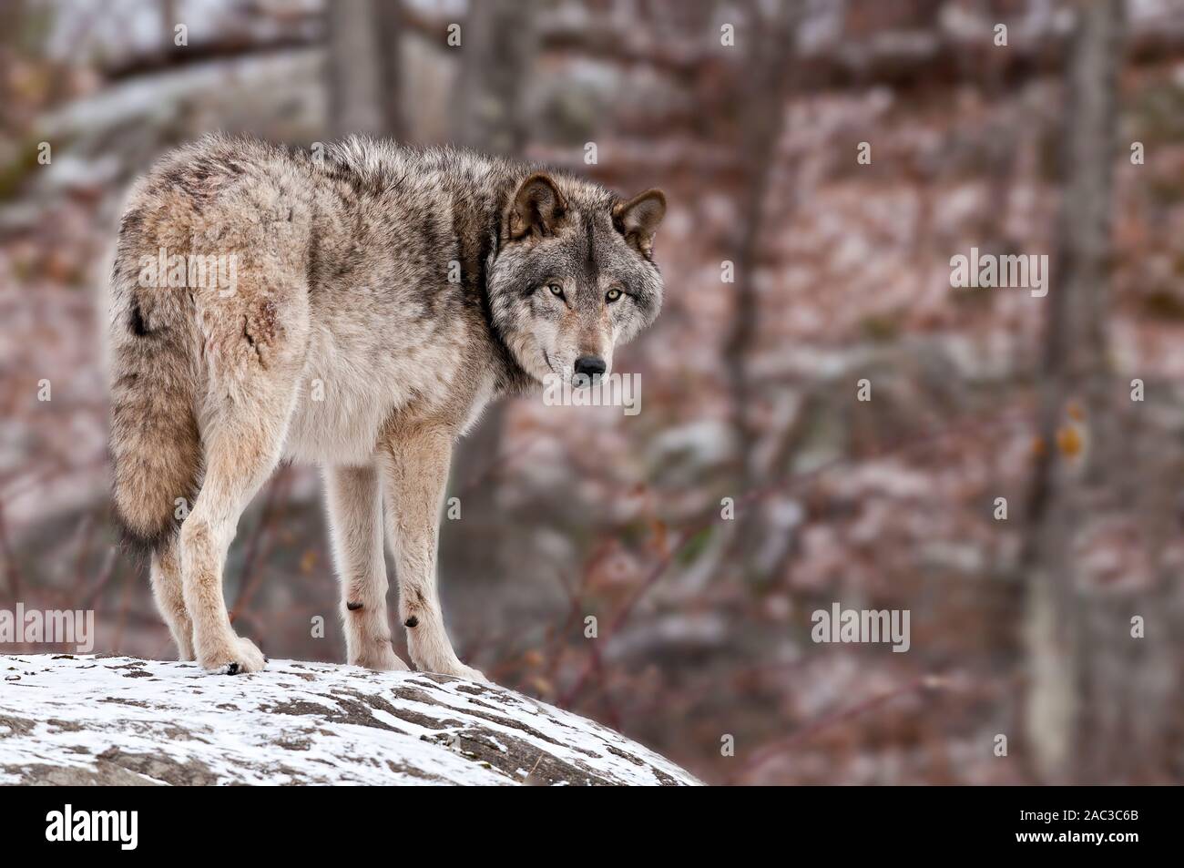 Timber Wolf standing on a hill with a light snow covering Stock Photo ...