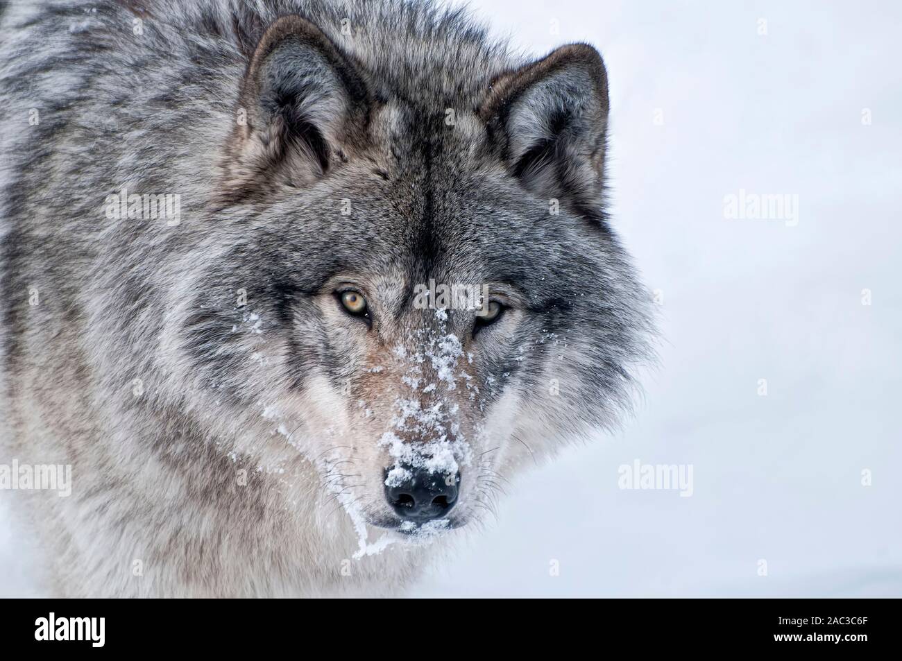 Portrait of Grey Wolf with snow on it's muzzle Stock Photo - Alamy