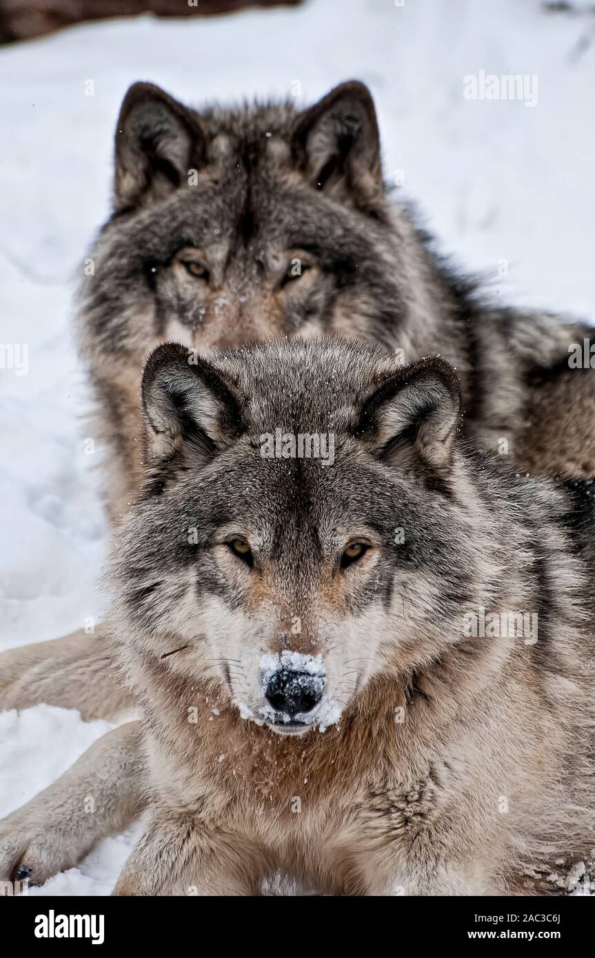 Two Gray Wolves lying down on snow, one with snow on it's muzzle Stock ...