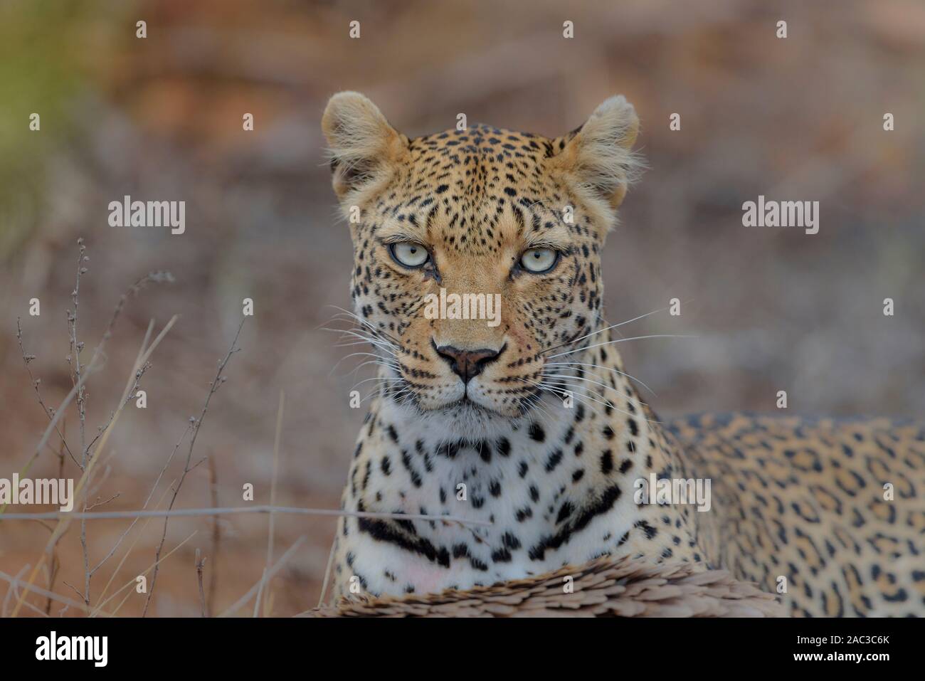 Leopard portrait Male leopard Stock Photo - Alamy