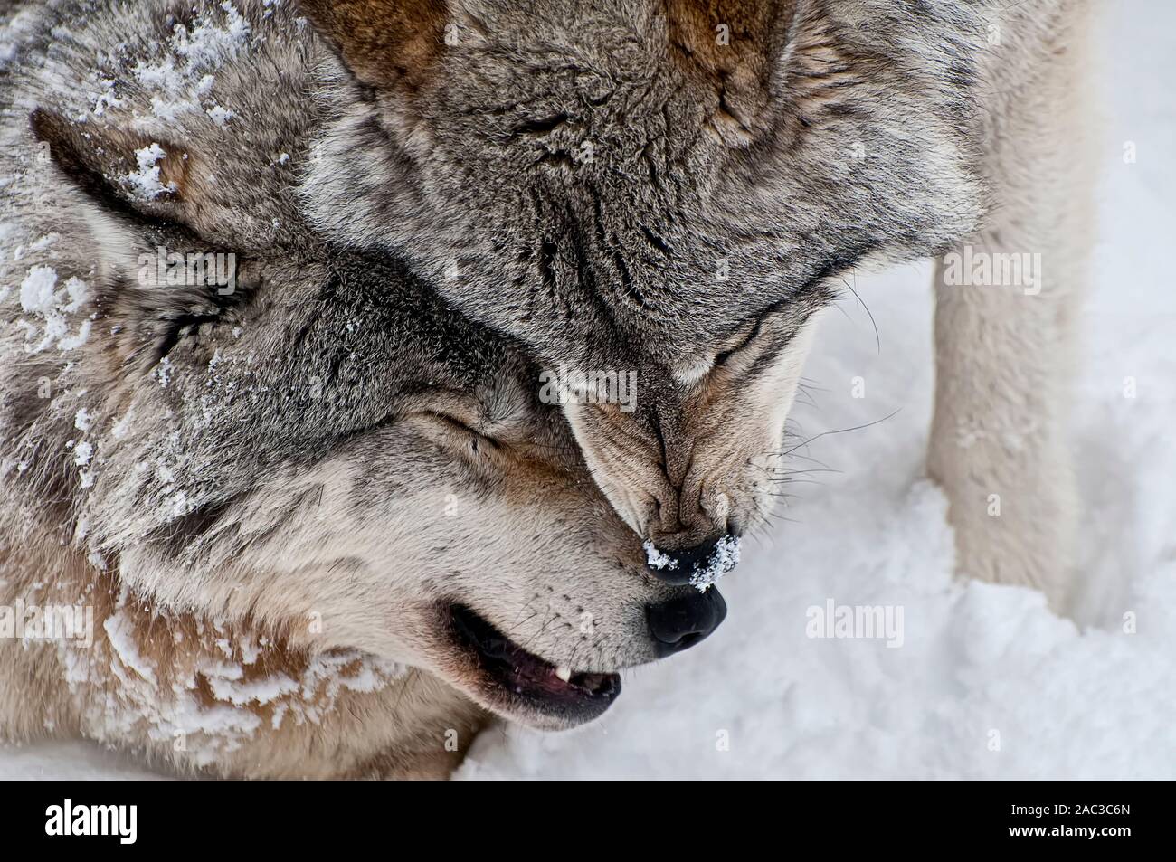 Two grey Wolves showing affection Stock Photo - Alamy