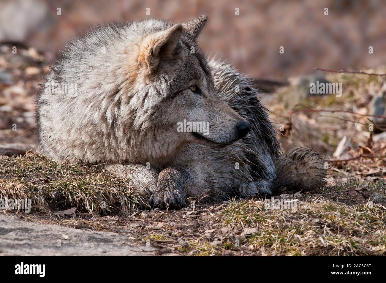 Grey Wolf lying down on the brown grass Stock Photo - Alamy