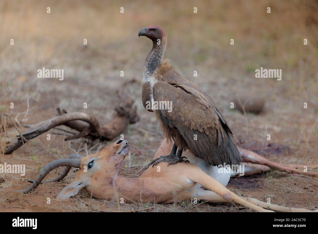 Vulture in wilderness hi-res stock photography and images - Alamy