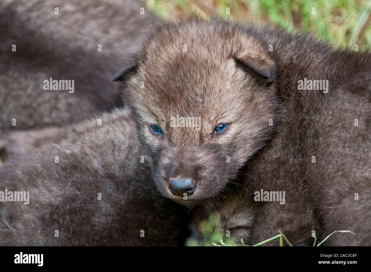 Gray wolf pup hi-res stock photography and images - Alamy