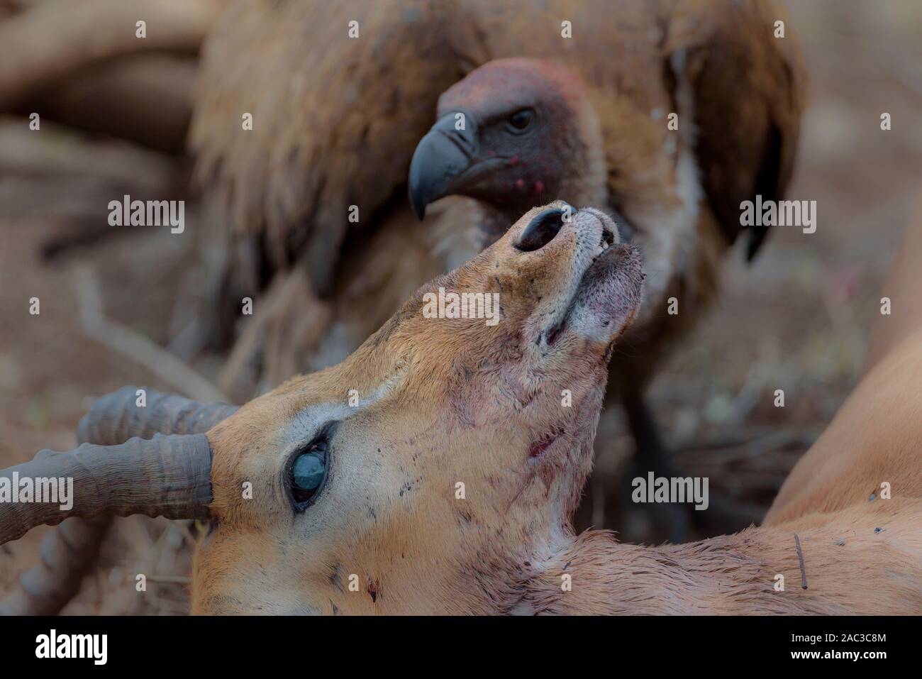 Vulture in wilderness hi-res stock photography and images - Alamy