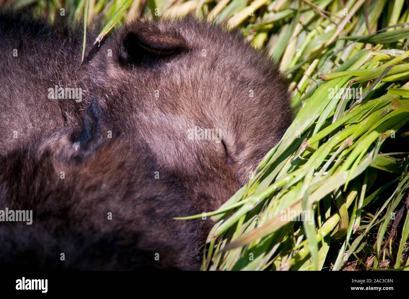 Wolf pup sleeping Stock Photo - Alamy