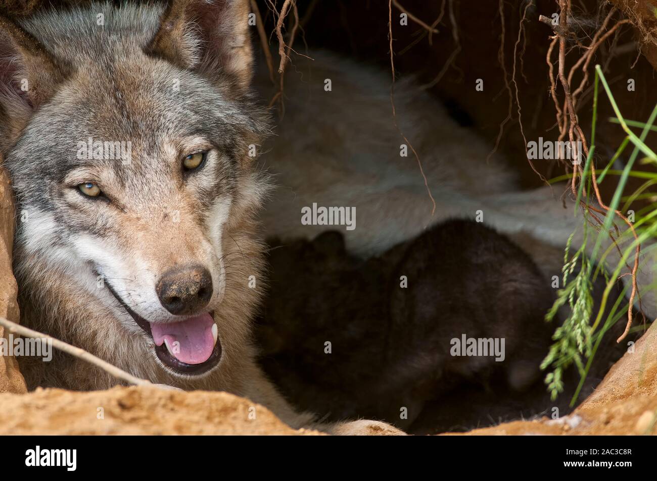 Wolf with babies at the den entrance Stock Photo - Alamy