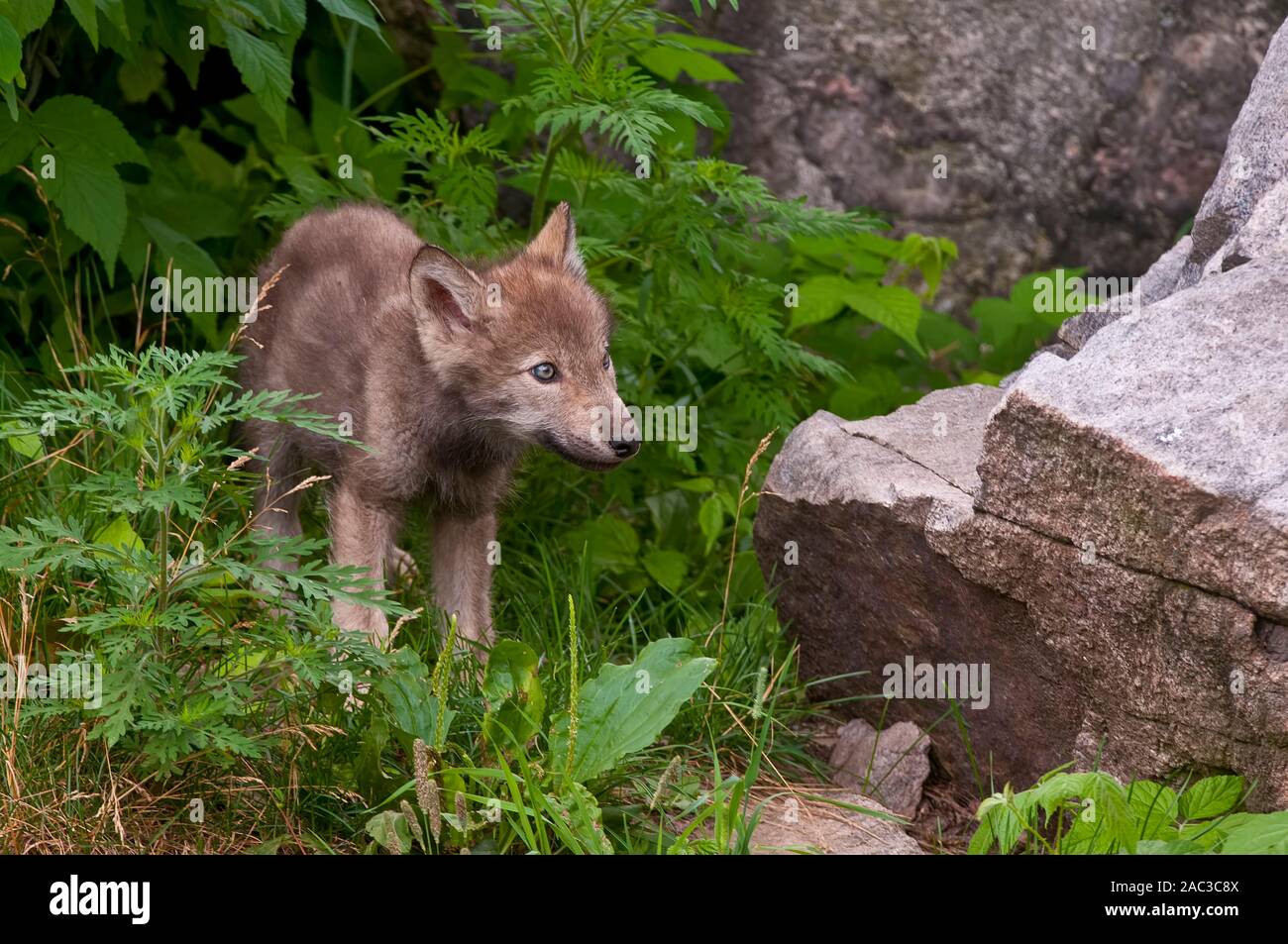 Eastern Timber Wolf Pups