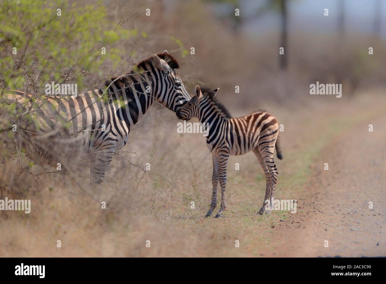 Zebra with foal Stock Photo - Alamy